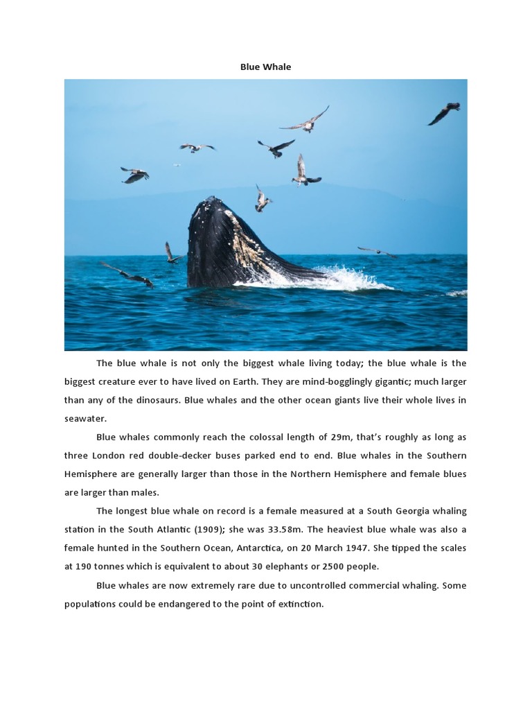 Report Text | PDF | Cats | Elephant