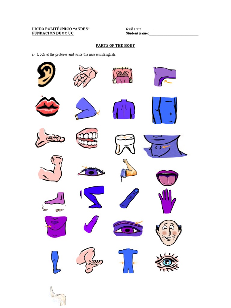 Parts of The Body Guide | PDF | Wellness | Medical