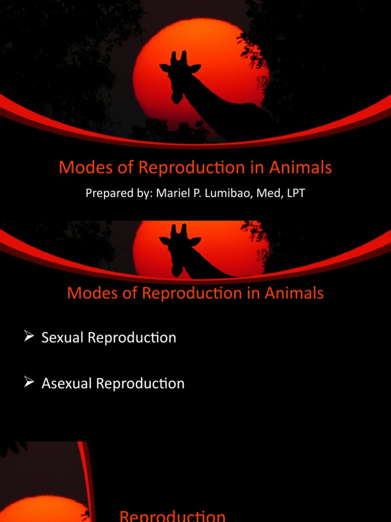 Animal Reproduction Explained | PDF