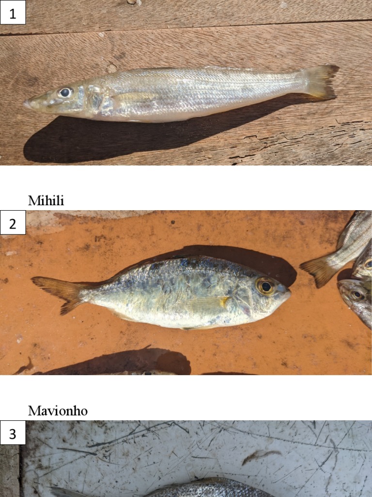 Key Species Guide Inhambane Bay | PDF