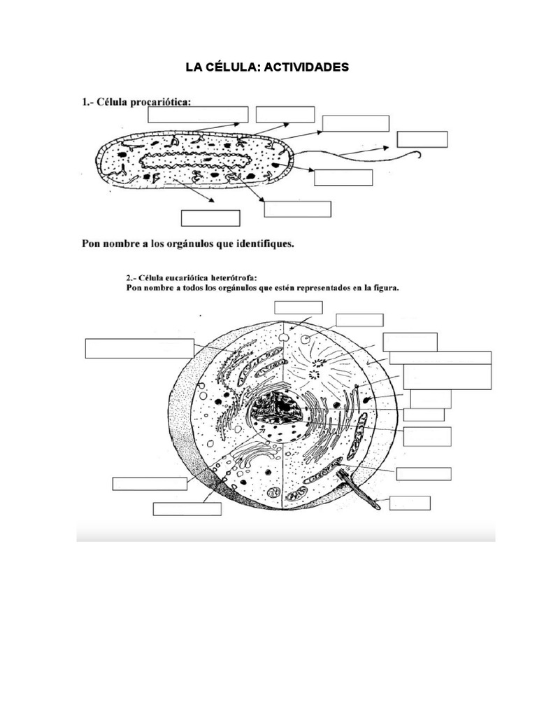 LA CÉLULA-Actividades | PDF | Biología Celular) | Citoplasma