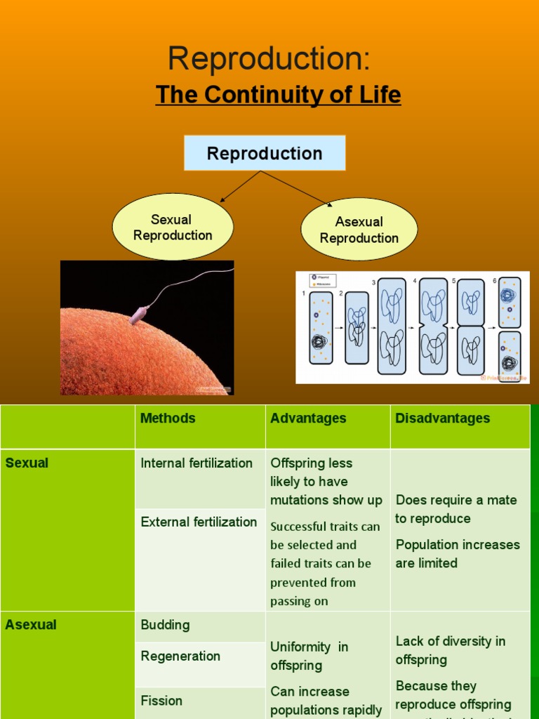 Reproduction The Continuity of Life Reproduction Sexual Reproduction ...