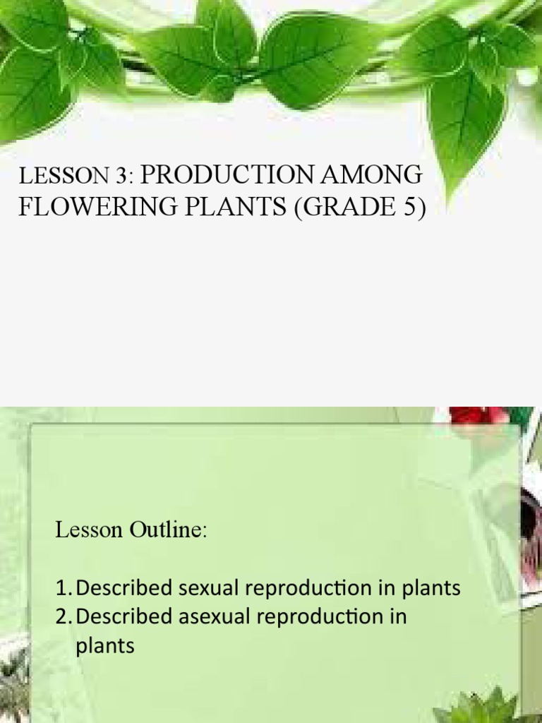 Lesson 3 Plants | PDF