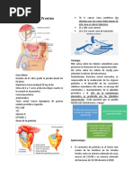 Triptico Cancer de Prostata | PDF | Cancer de prostata | Antígeno ...