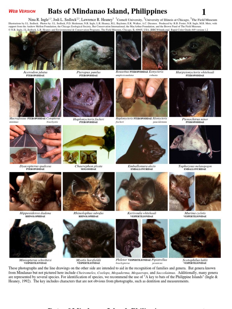 049 Mindanao-Bats v1.2 | PDF | Bat | Animal Locomotion