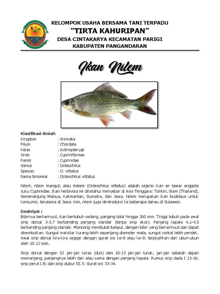 Ikan Nilem | PDF