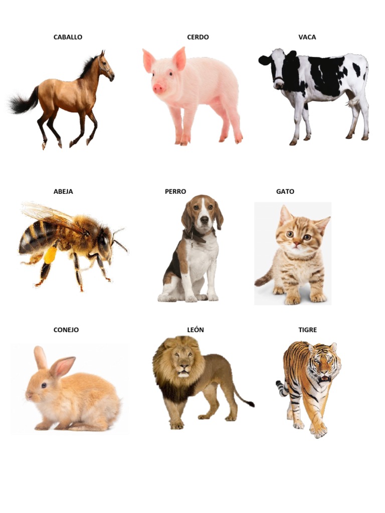 Animales | PDF