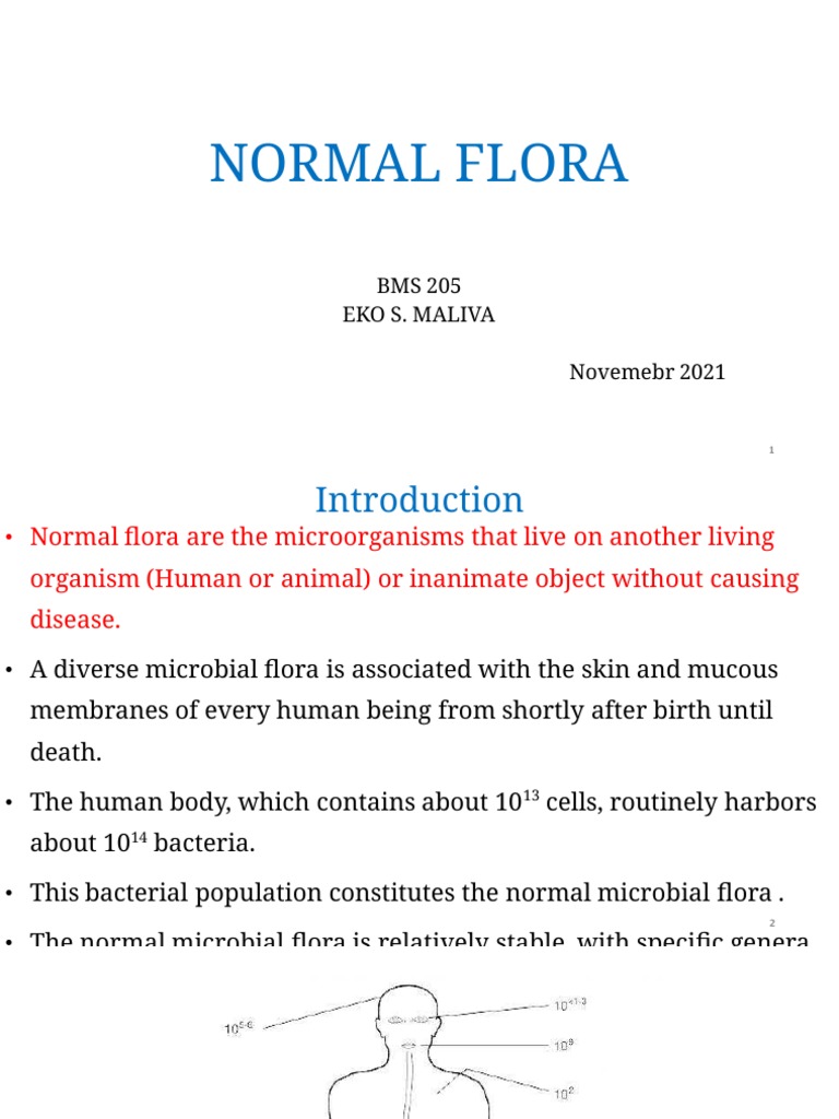 Normal Flora | PDF | Bacteria | Gastrointestinal Tract