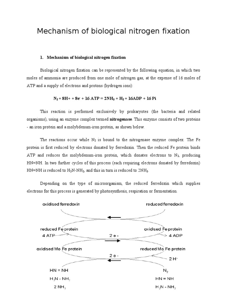 Mechanism of Biological Nitrogen Fixation | PDF | Biochemistry | Chemistry