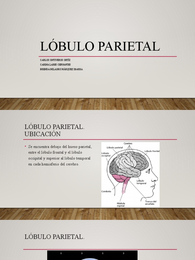 Lóbulo Parietal | PDF