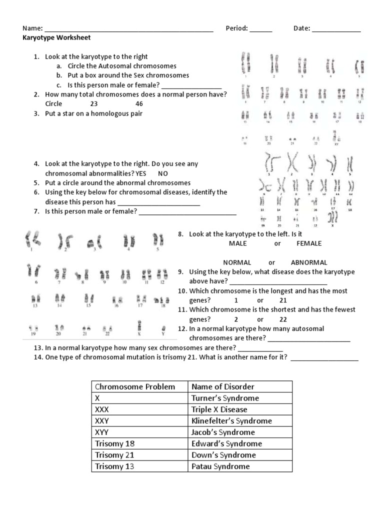 Karyotype Worksheet 1 | PDF | Karyotype | Cell Nucleus