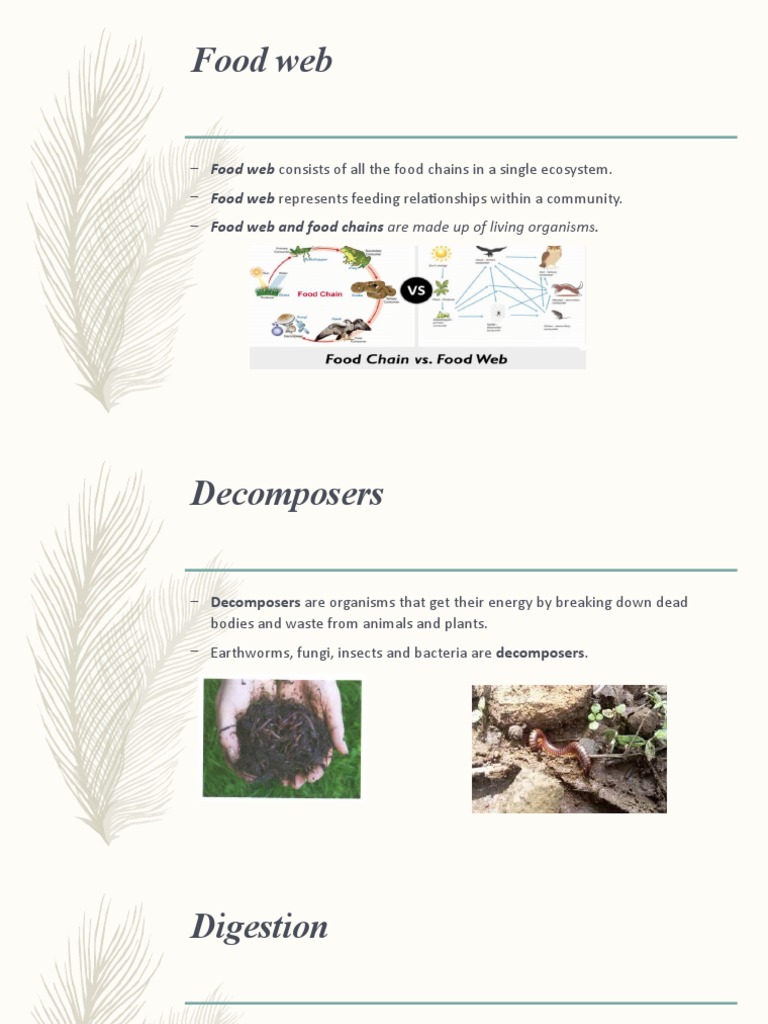 Food Webs: Decomposers Break Down Waste | PDF