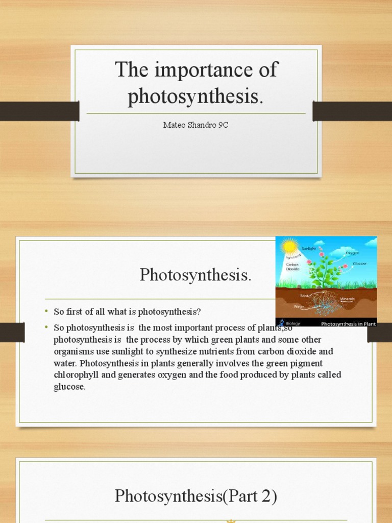 The Importance of Photosynthesis | PDF | Photosynthesis | Plants