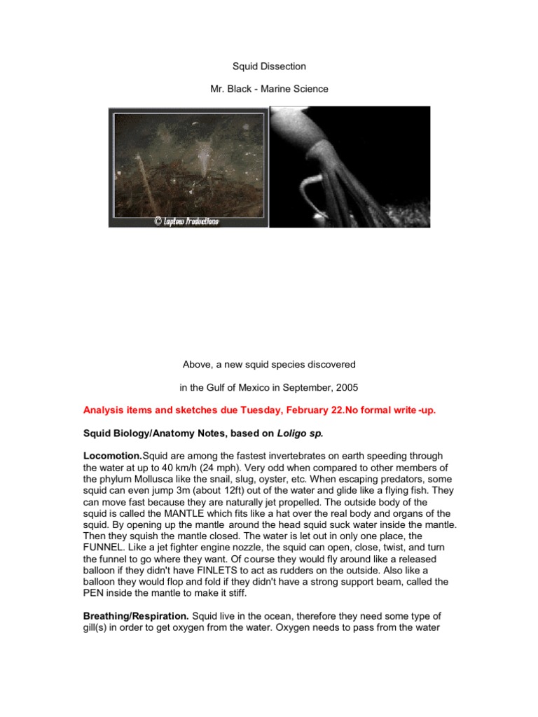 Squid Dissection Guide: Anatomy and Functions | PDF | Zoology | Nature