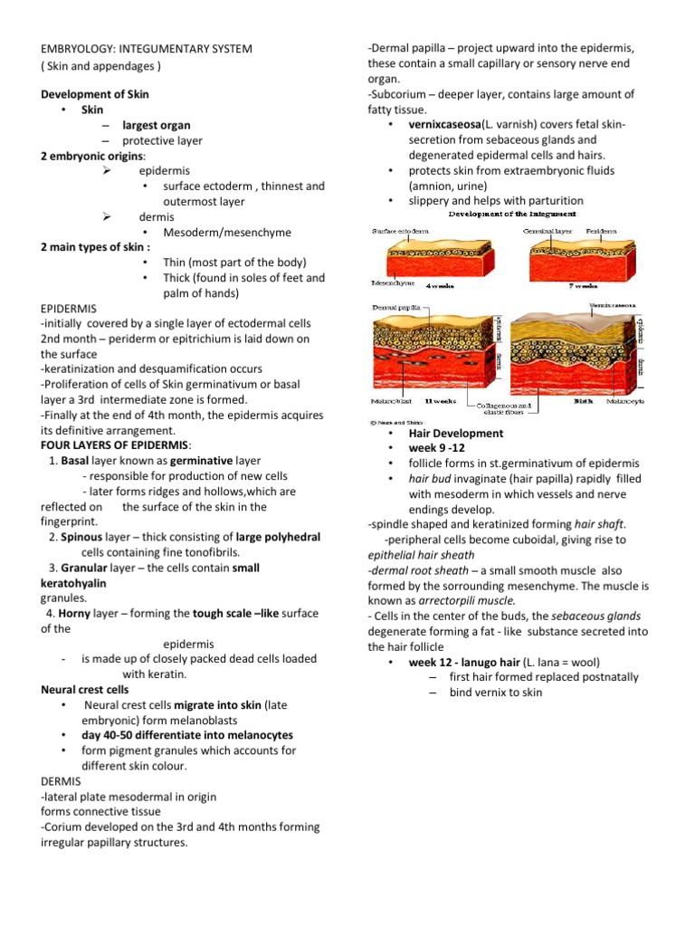 Development of Skin Skin Largest Organ Embryonic Origins Vernixcaseosa1 ...