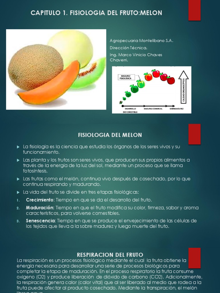 Fisiología del melón: Crecimiento, maduración y cosecha | PDF | Fruta ...