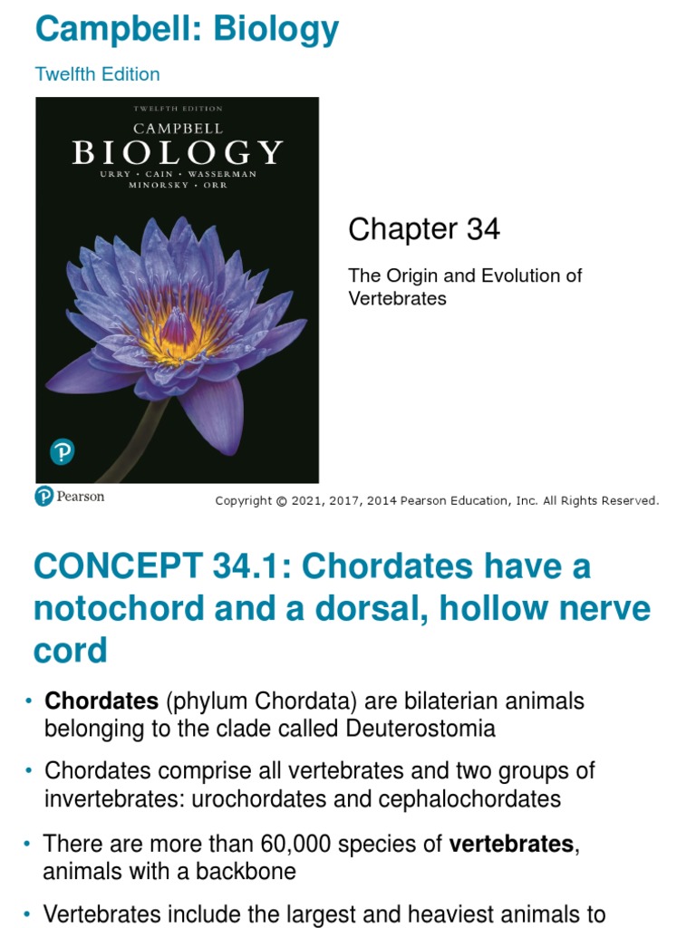 34 - Origin and Evolution of Vertebrates | PDF | Homo | Reptile