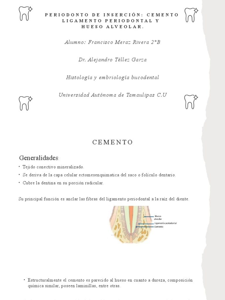 Cemento Dental: Estructura y Función | PDF | Esmalte de dientes ...