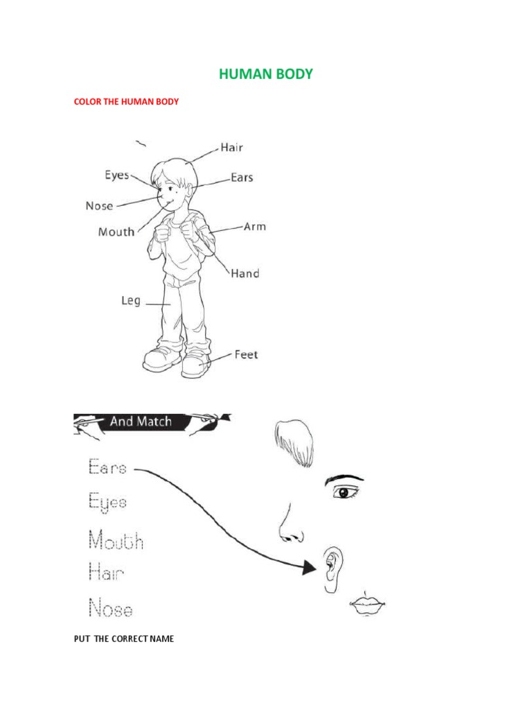 Human Body Nee | PDF