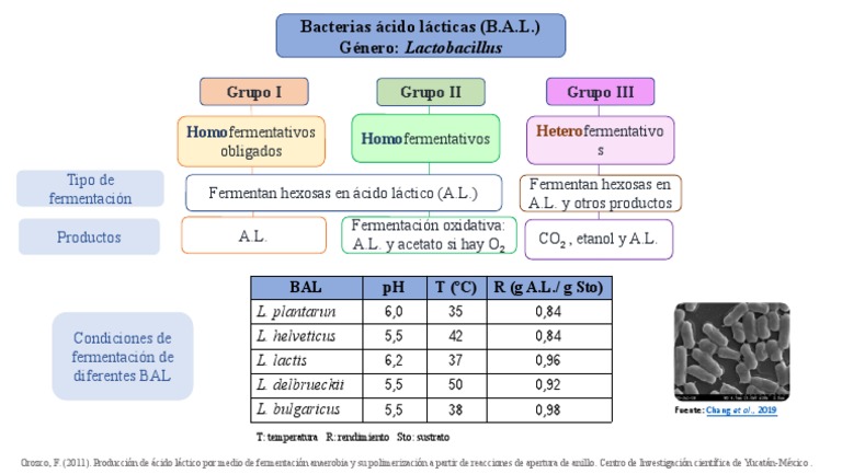 Bacterias Ácido Lácticas (B.A.L.) Género: Lactobacillus: Grupo I Grupo ...