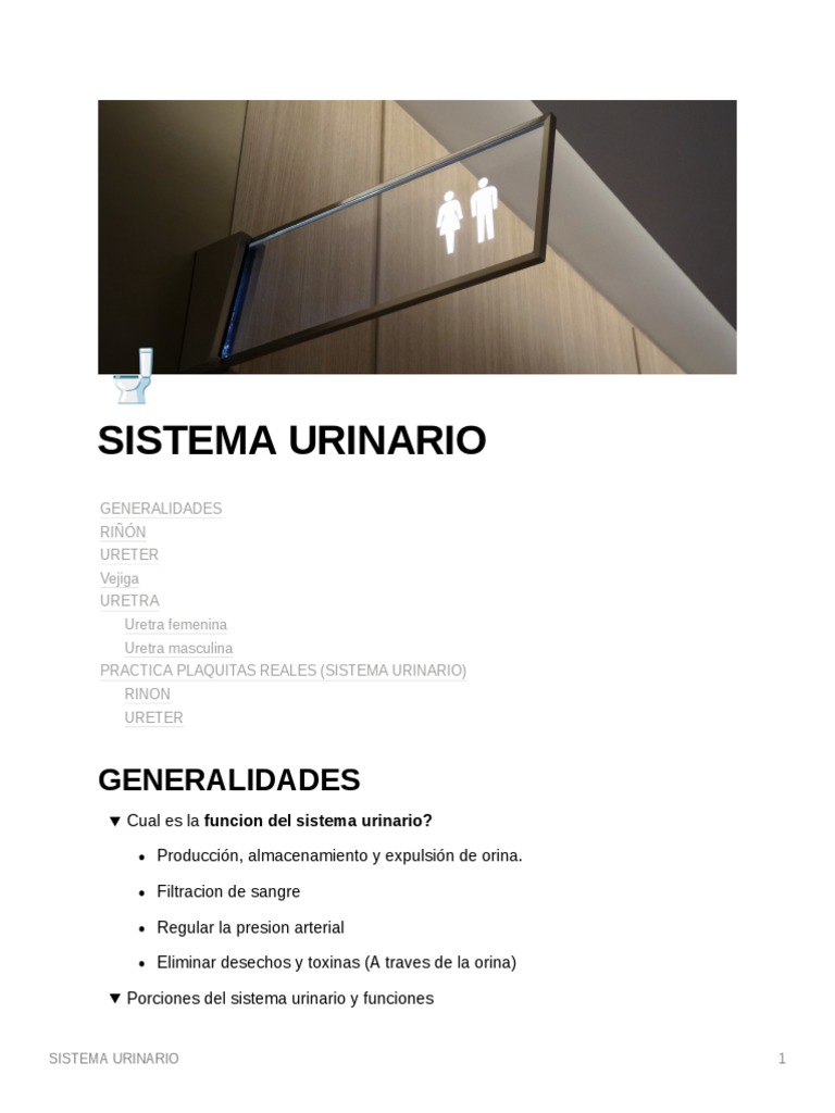 Sistema Urinario | PDF | Sistema urinario | Riñón