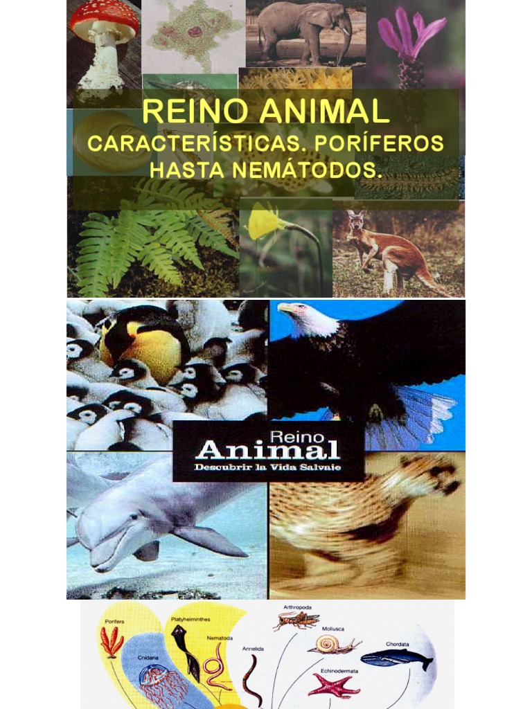 Reino Animal - Poríferos Hasta Nématodos | PDF | Esponja | Biología