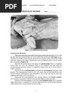 Alpaca Anatomical Atlas | PDF | Pelvis | Human Anatomy