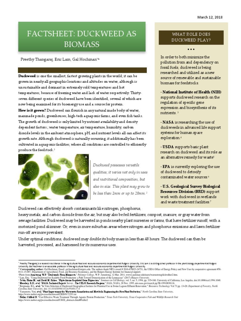 Duckweed Factsheet | PDF | Biofuel | Gasification