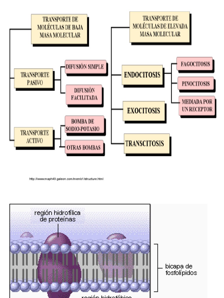 Endocitosis y Exocitosis | PDF | Membrana celular | Proteínas
