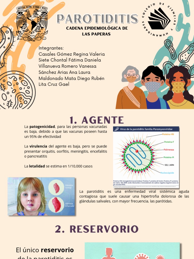 Cadena epidemiológica de Parotiditis | PDF | Enfermedades virales ...