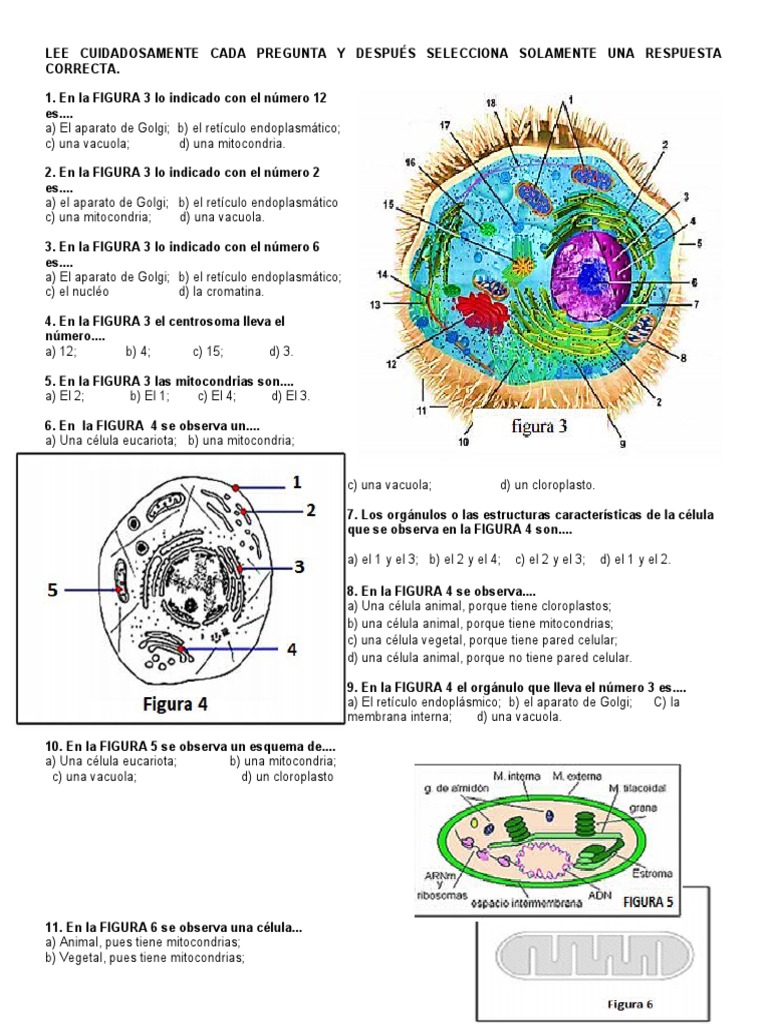 Identificación de estructuras celulares a través de figuras | PDF | Biología Celular) | Vacuole