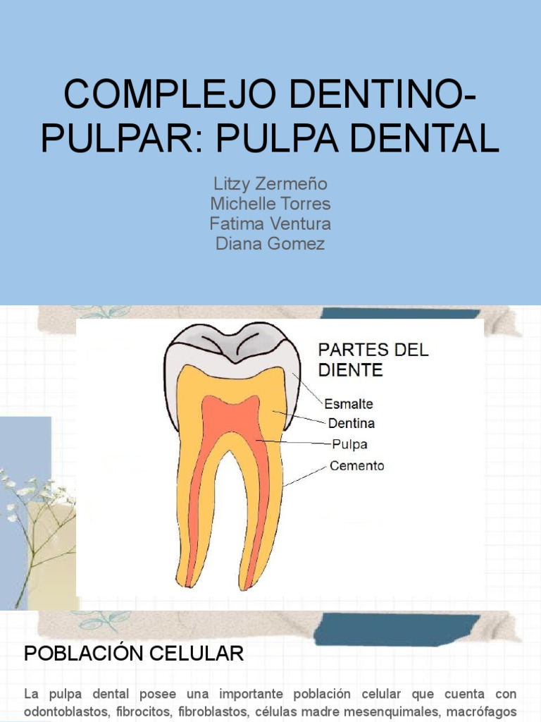 Complejo Dentino-Pulpar - Pulpa Dental | PDF | Boca | Zoología