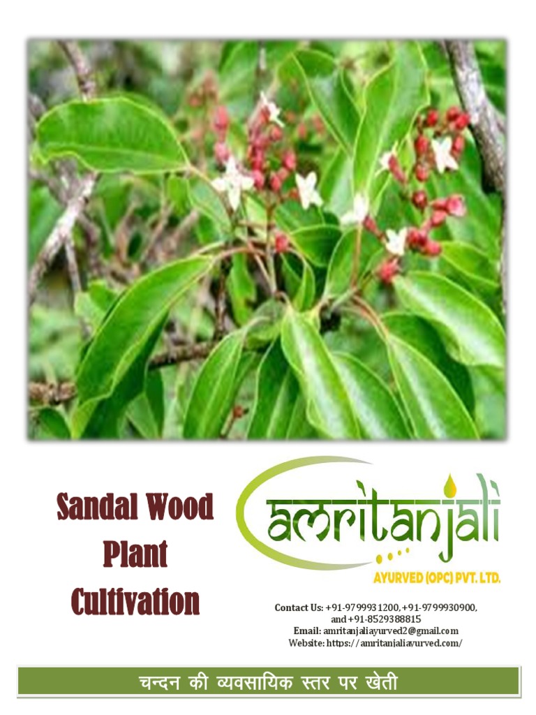 Sandalwood Cultivation and Economics Guide | PDF | Wood | Botany