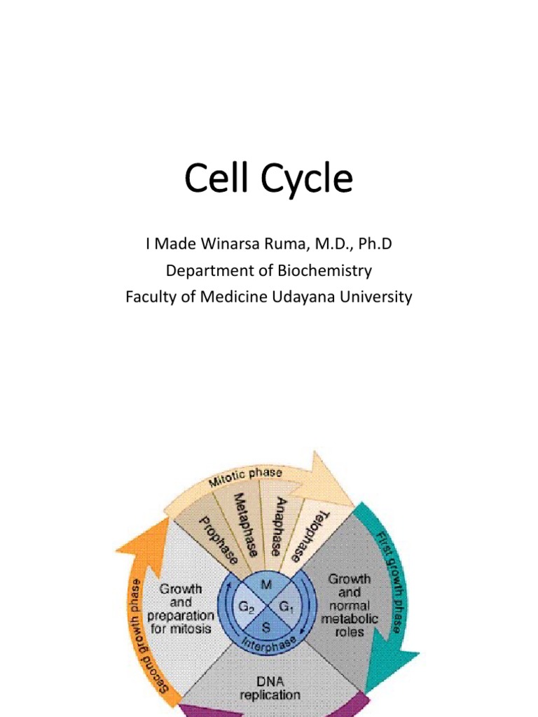 Cell Cycle | PDF | Cell Cycle | Cell Growth