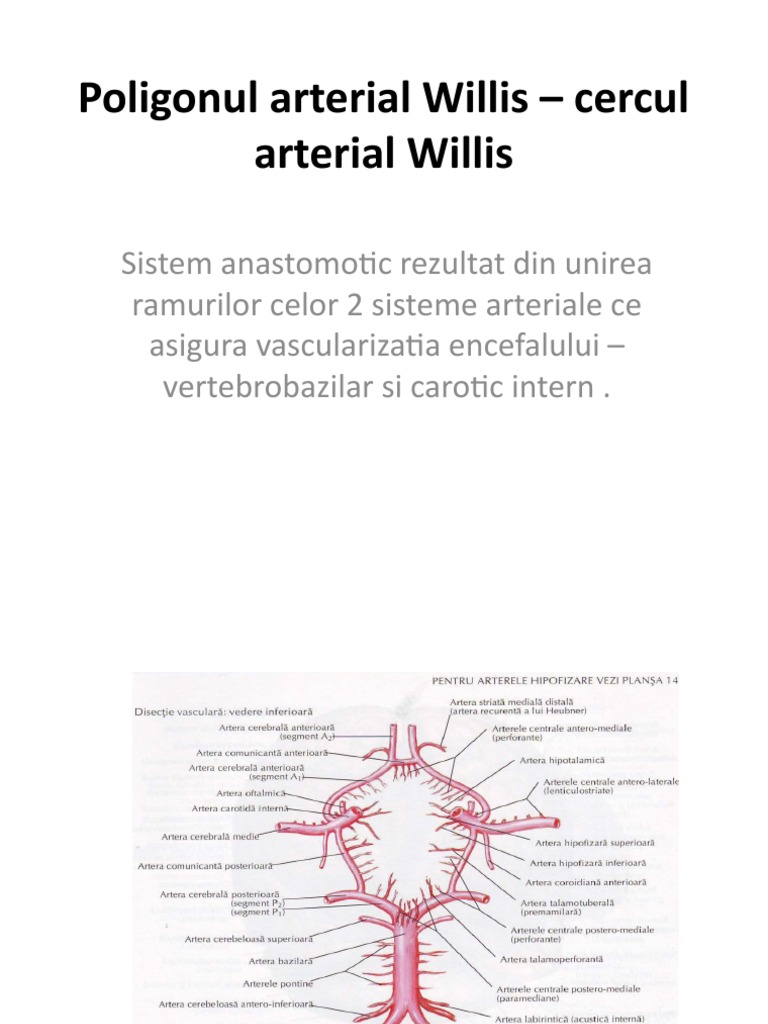 Poligonul Arterial Willis | PDF