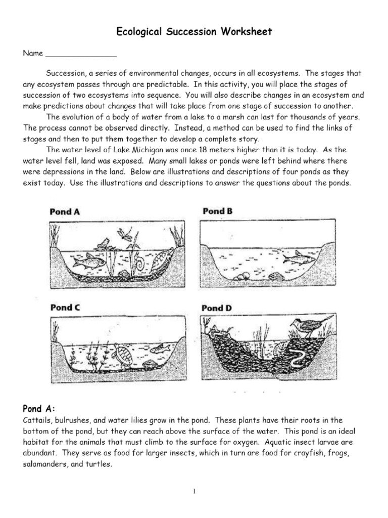 Ecological Succession Worksheet | PDF