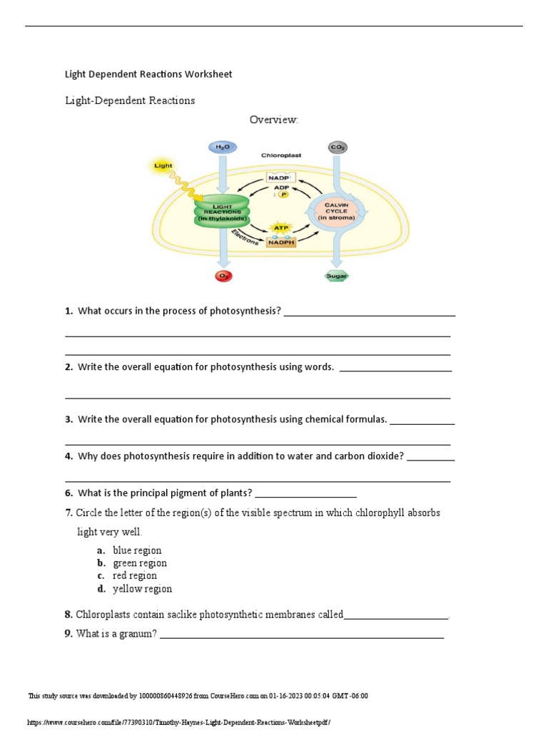 Light Dependent Reactions Worksheet PDF | PDF