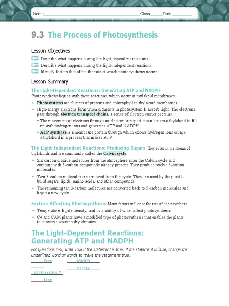 The-Process-Of-Photosynthesis - Summary | PDF | Photosynthesis | Cell ...