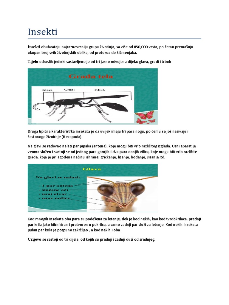Insekti Biologija Prez | PDF