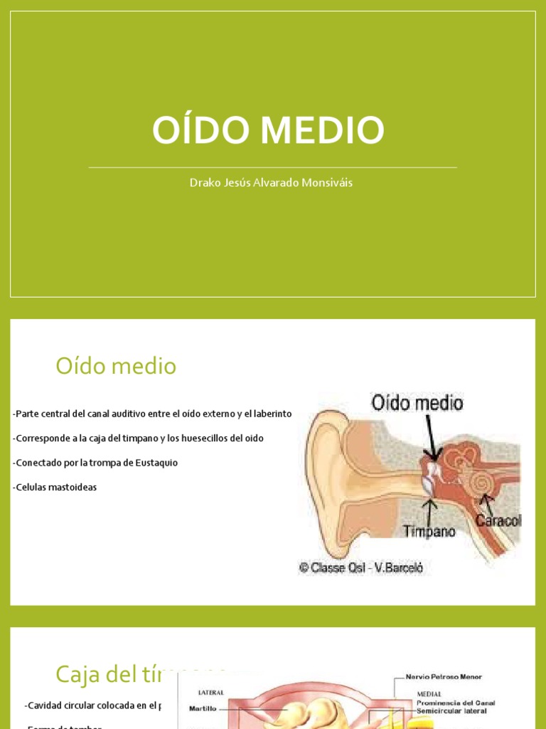 Oído Medio | PDF | Oído | Sistema esquelético