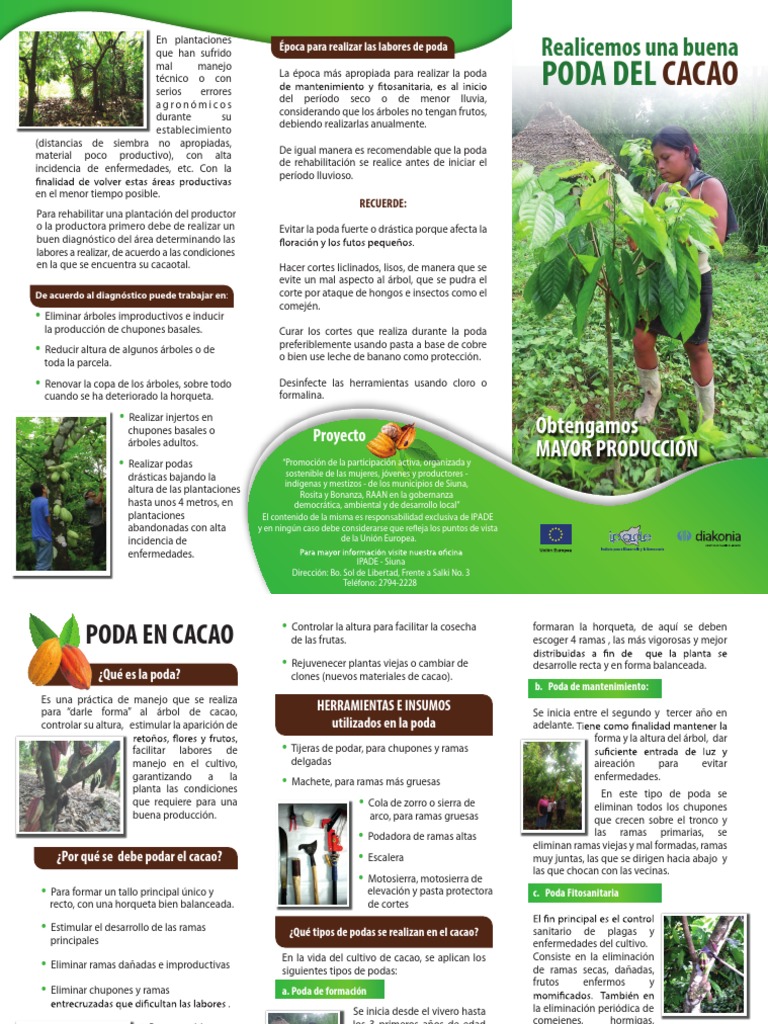 Brochure Poda de Cacao | PDF | Poda | Agricultura