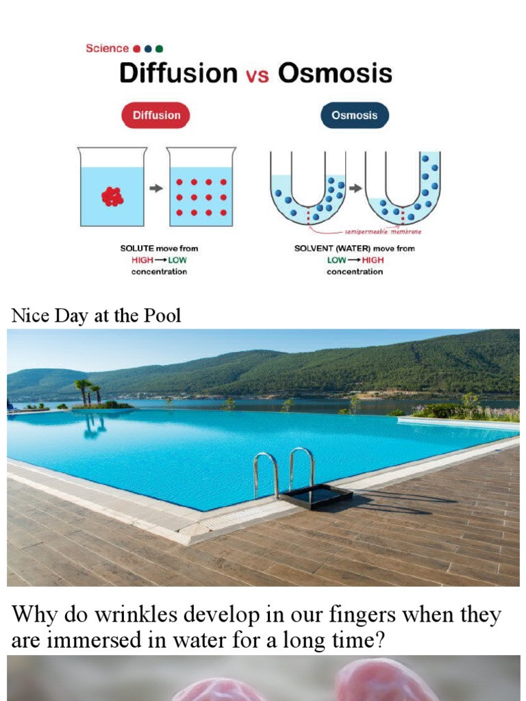 GR 7 Diffusion and Osmosis | PDF