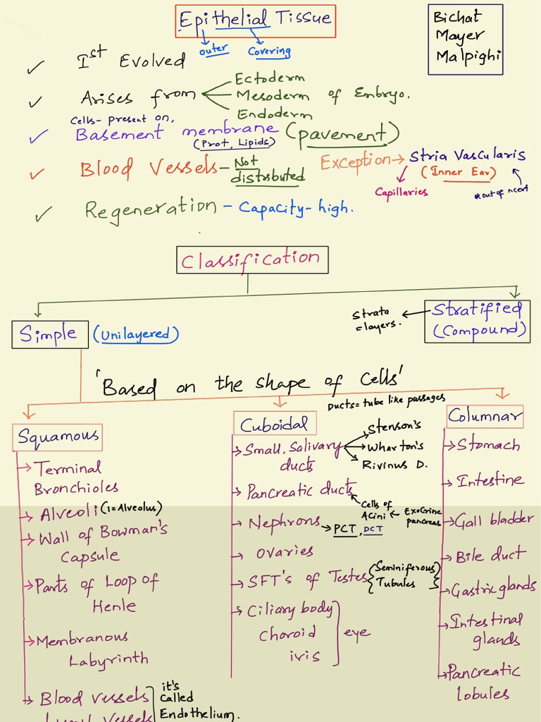 Epithelial Tissues Notes by Rajesh Sir | PDF