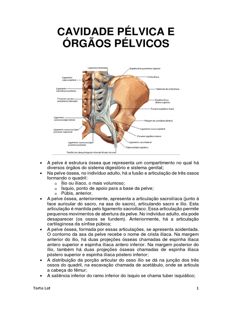 Cavidade Pélvica e Órgãos Pélvicos | PDF | Pélvis | Próstata
