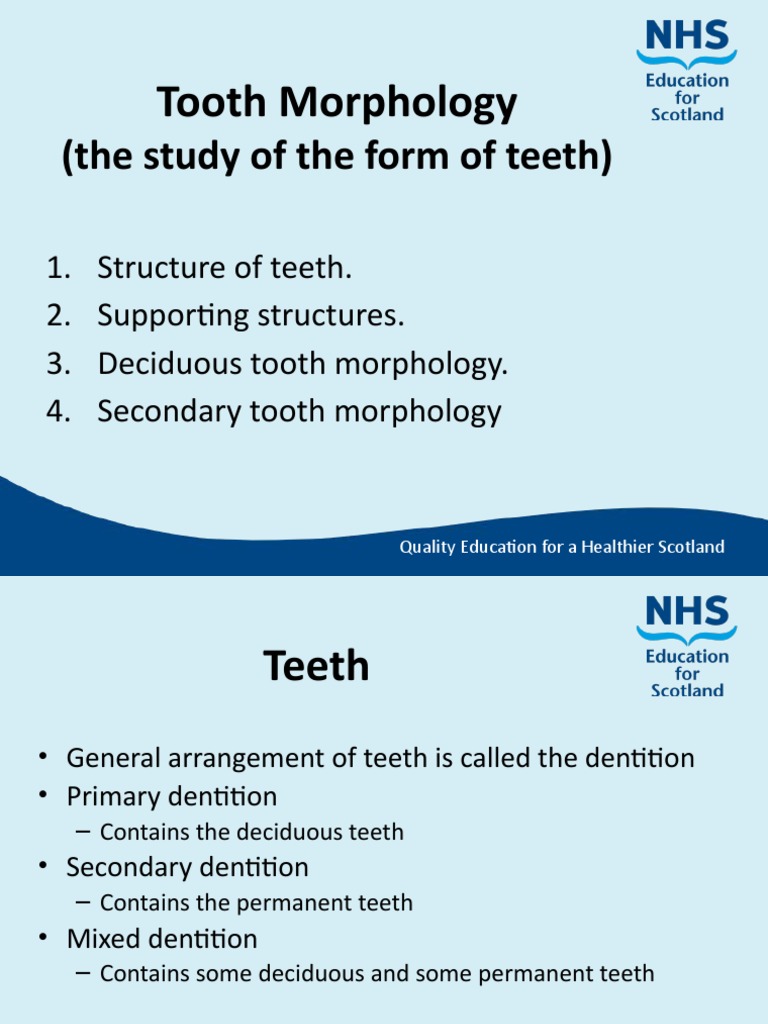 Tooth Morphology Sept 2016 | PDF | Dental Anatomy | Human Tooth