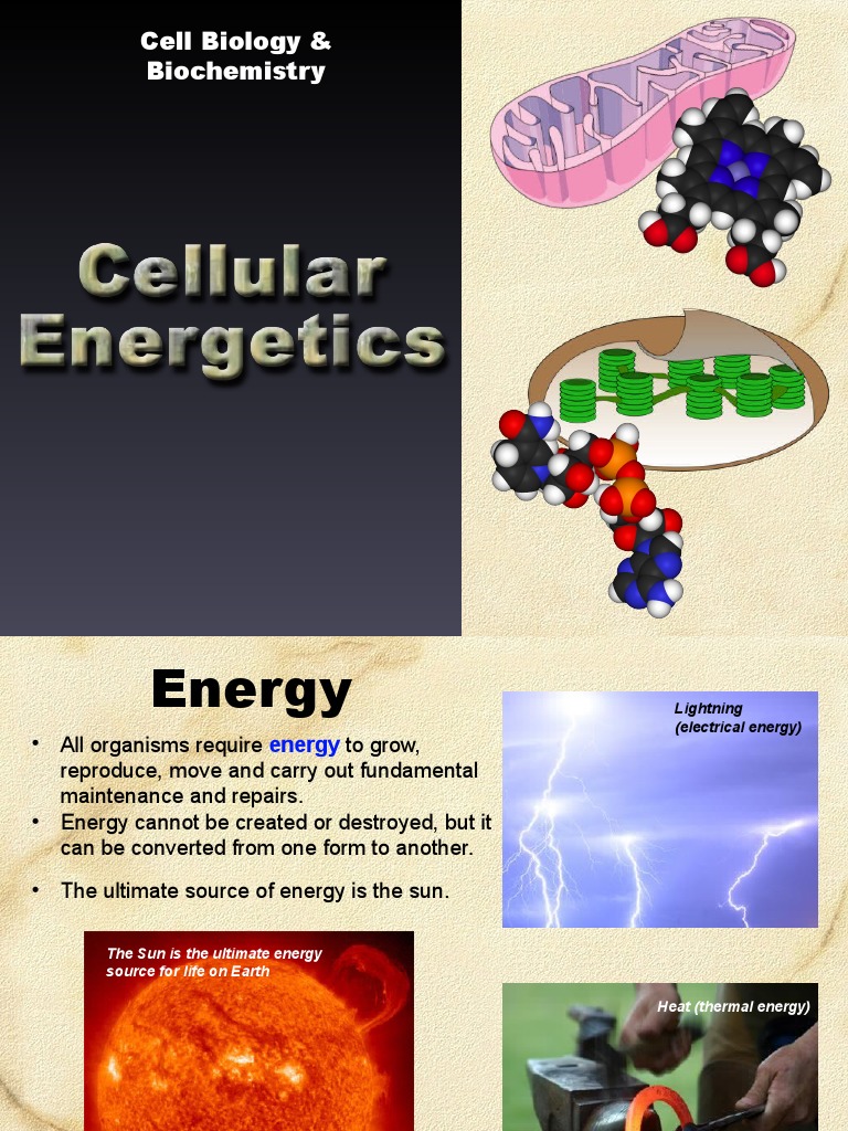 5 Cellular Energetics | PDF | Cellular Respiration | Glycolysis