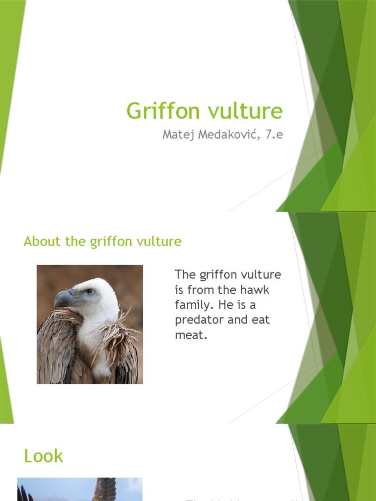 Griffon Vulture | PDF | Technology & Engineering