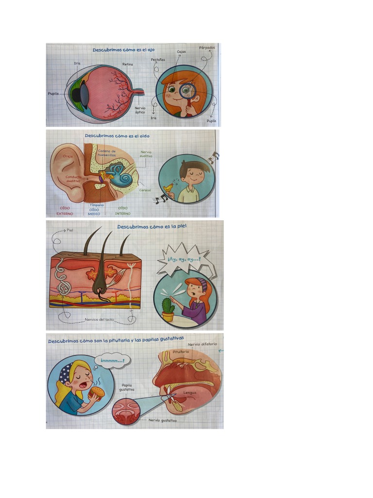 Los Sentidos 4 Primaria | PDF