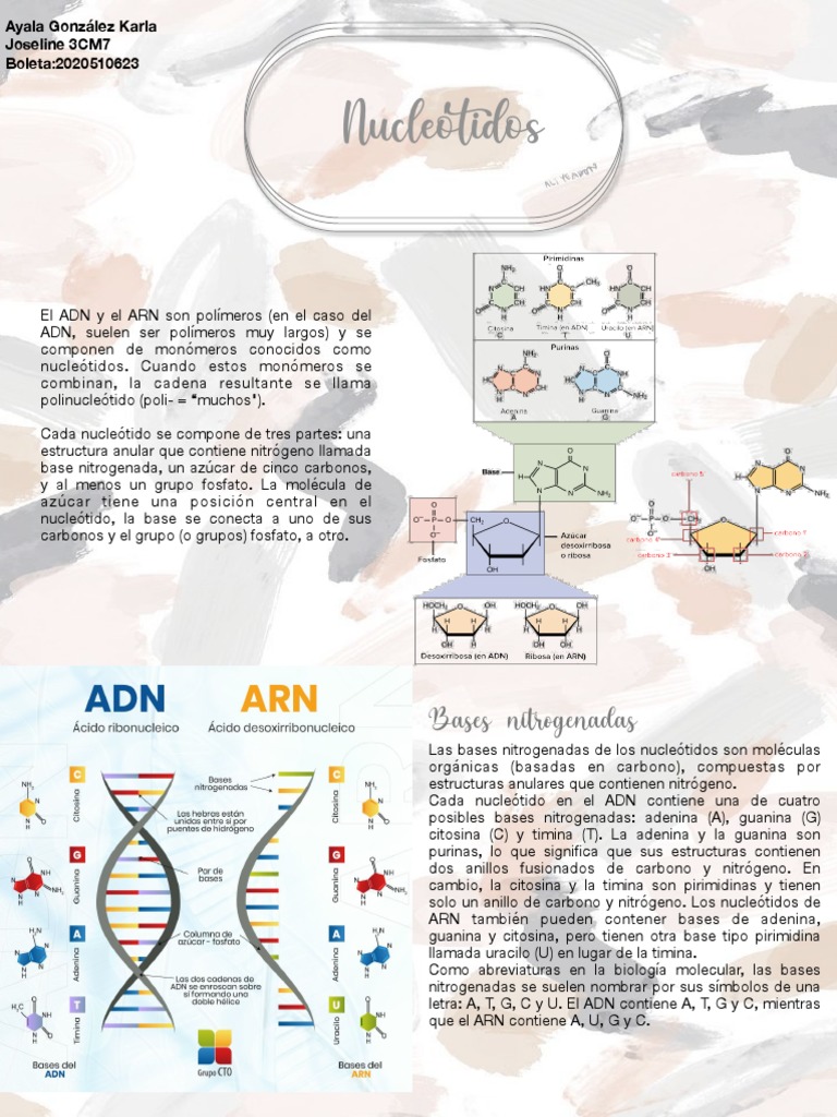 Nucleótidos | PDF | Nucleótidos | Adn