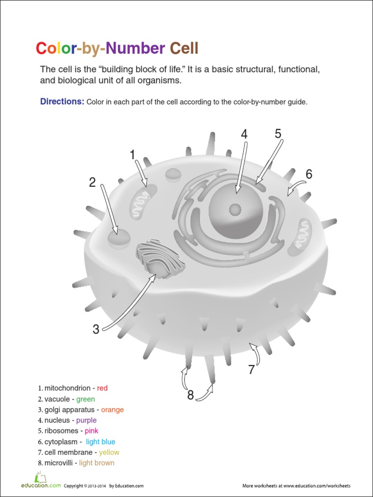 Color-by-Number Cell Guide | PDF